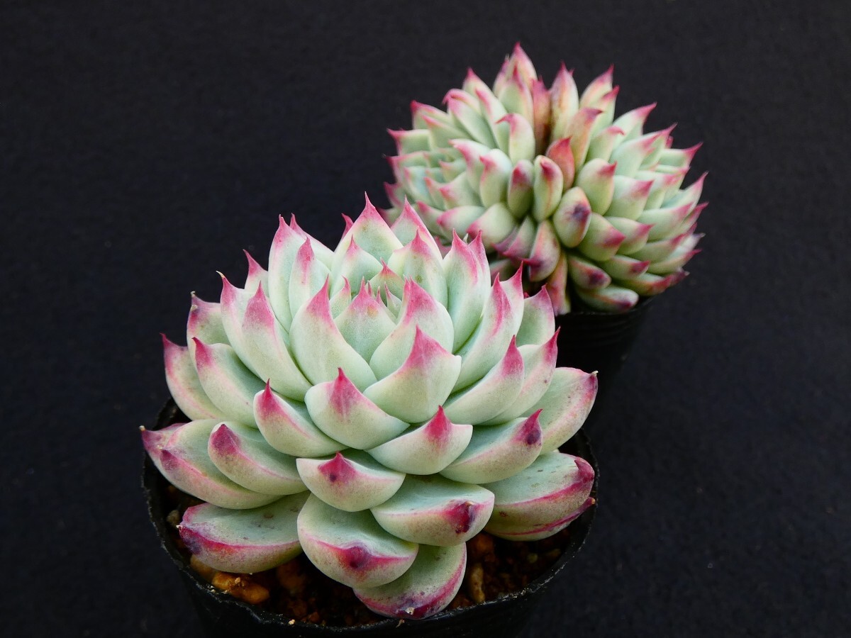 Yahoo!オークション - 夢玉 2株セット 抜き苗 多肉植物 エケベリア