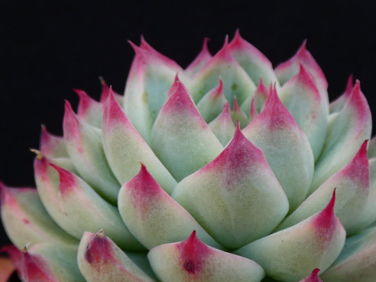 Yahoo!オークション - 夢玉 2株セット 抜き苗 多肉植物 エケベリア