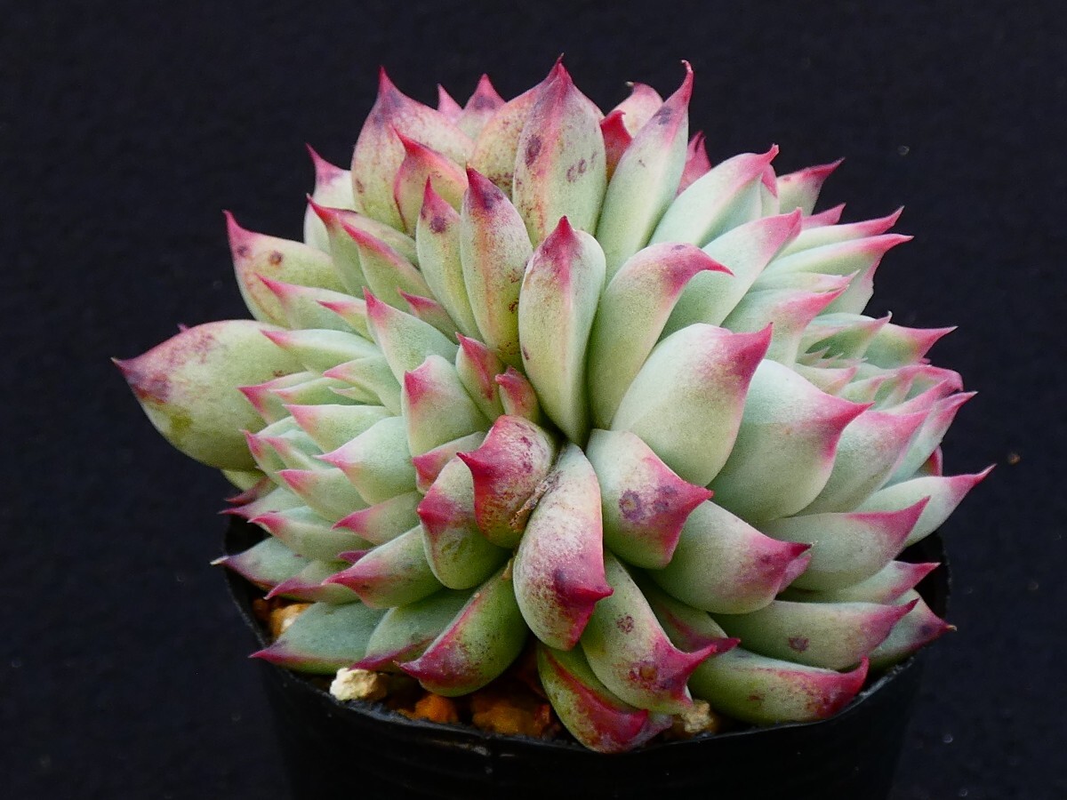 Yahoo!オークション - 夢玉 2株セット 抜き苗 多肉植物 エケベリア