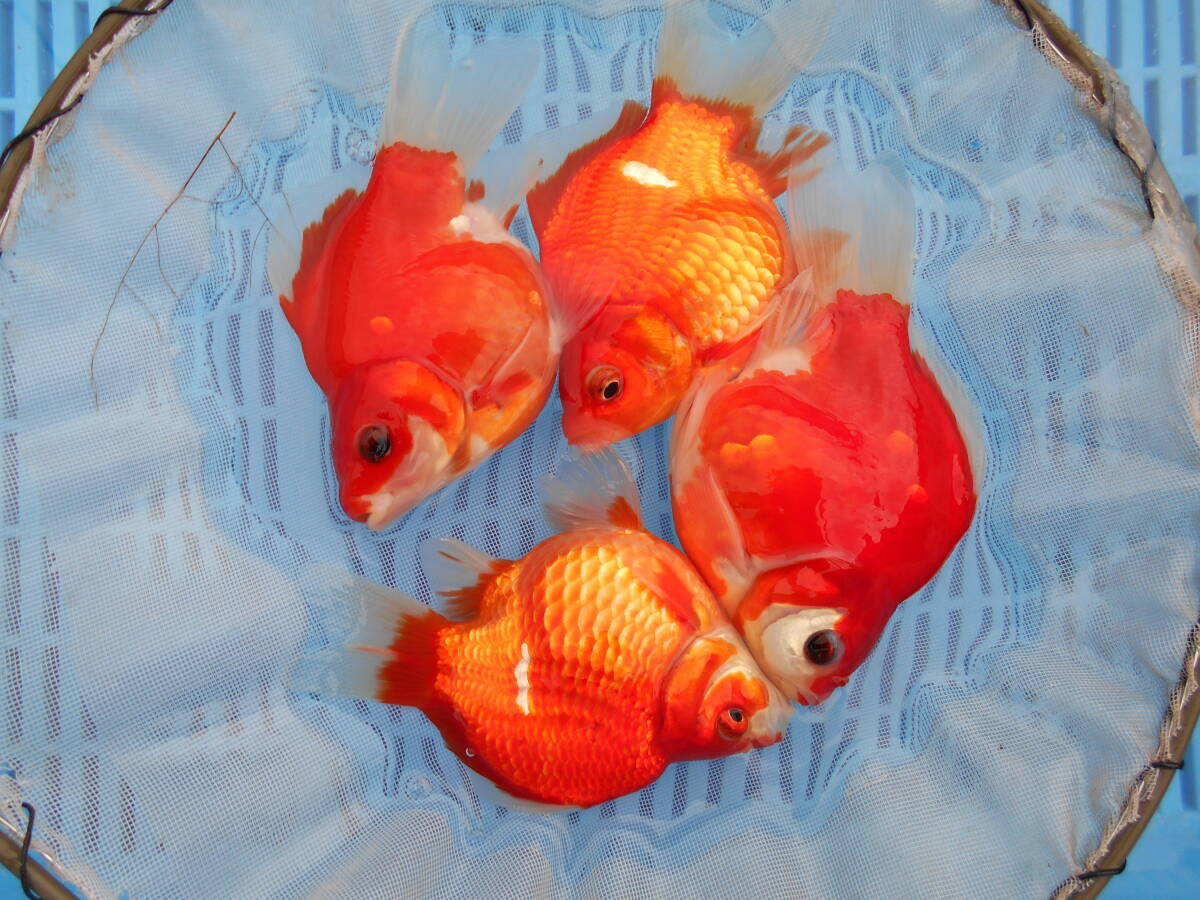 Yahoo!オークション - 富山県産 玉サバ 2024年生まれ 2歳 短尾 1...