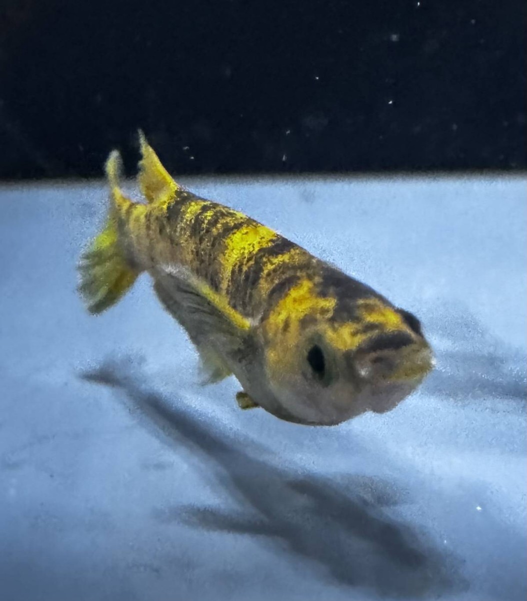 Yahoo!オークション - バジバジファーム 蛇墨武リモーネ 1ペア 強墨タ...