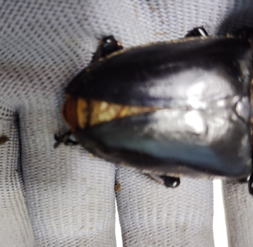 Yahoo!オークション - 極太ホペイGX50-xYYii ♂75mm顎幅6.5〜6.7 ♀47...