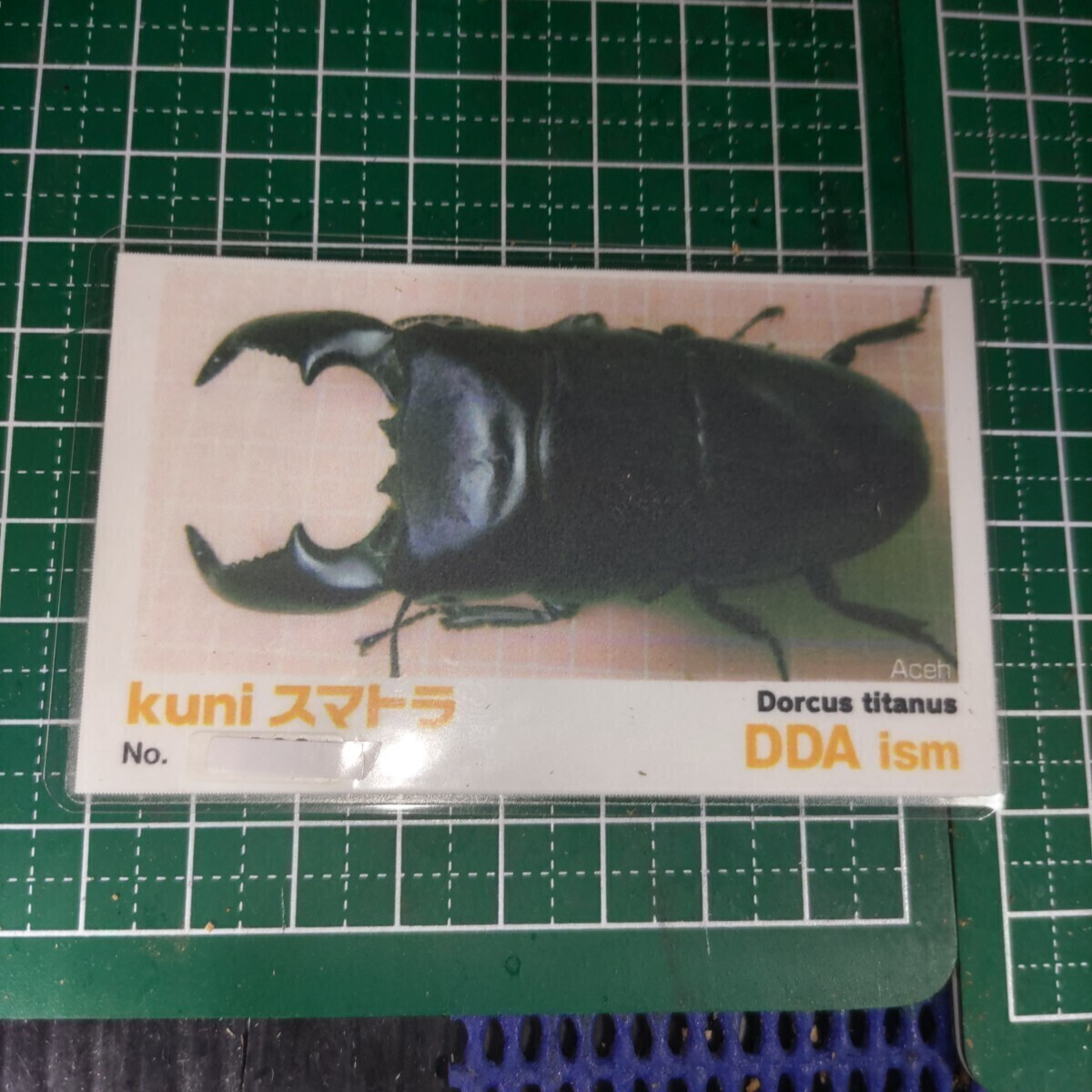 スマトラオオヒラタ 幼虫 アチェ 大型血統幼虫 菌糸カップ入り 6頭セット① 親虫 kuniスマトラ kuni105㎜ × kuni54㎜(外国産)｜売買されたオークション情報、yahooの ...