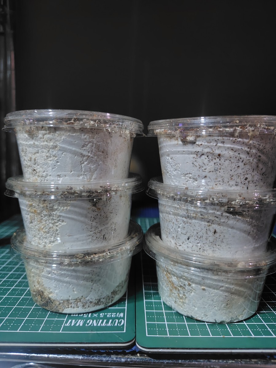 スマトラオオヒラタ 幼虫 アチェ 大型血統幼虫 菌糸カップ入り 6頭セット① 親虫 kuniスマトラ kuni105㎜ × kuni54㎜(外国産)｜売買されたオークション情報、yahooの ...