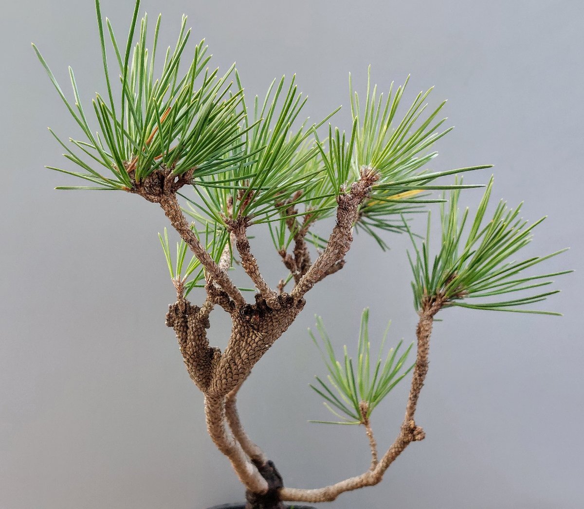 Yahoo!オークション - 1128002 扇松