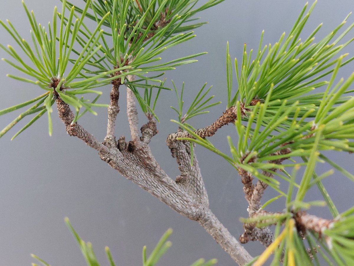 Yahoo!オークション - 1128002 扇松