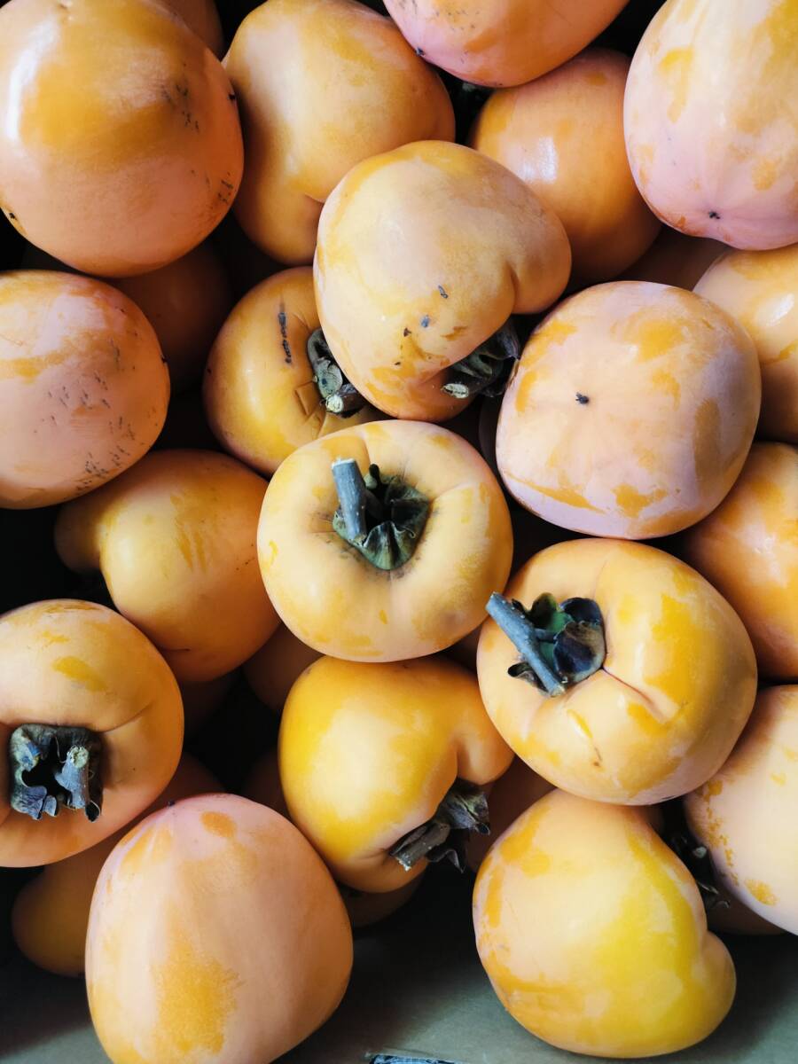 Yahoo!オークション - 山梨エボ-柿 干し柿用 渋柿約40個入約9kg