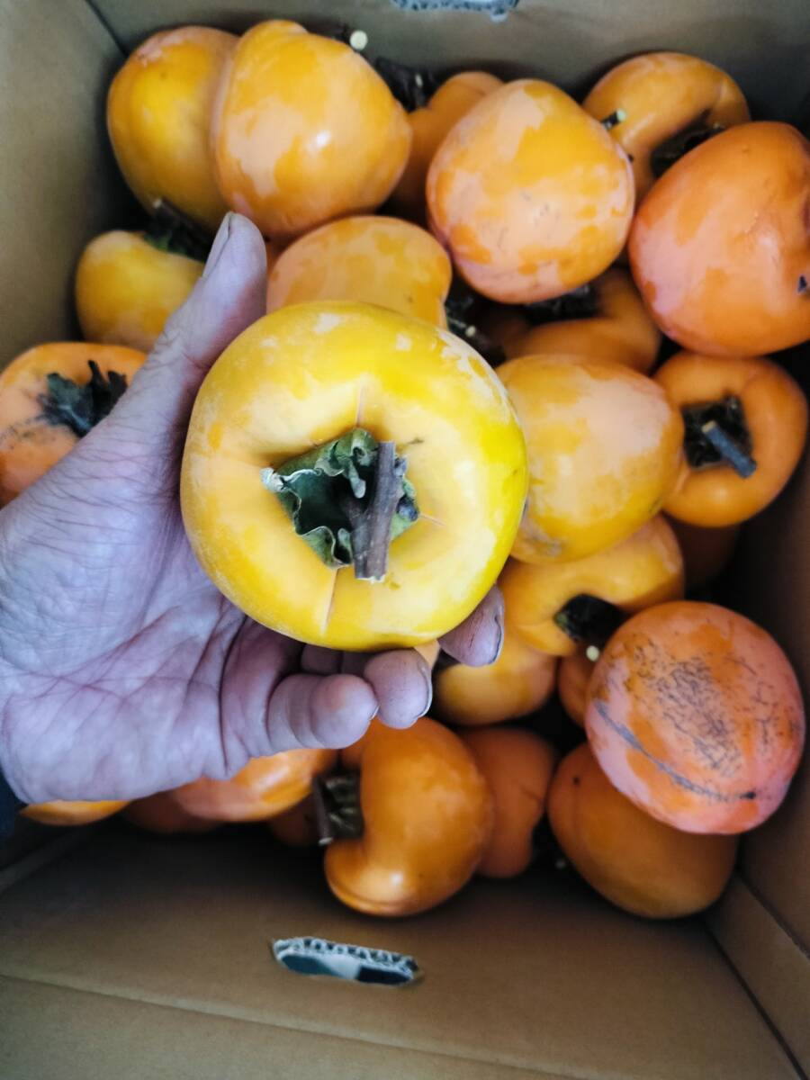 Yahoo!オークション - 山梨エボ-柿 干し柿用 渋柿約40個入約9kg