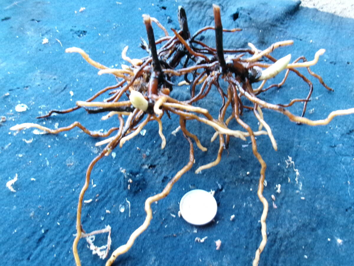 Yahoo!オークション - 山野草 A 台湾熊谷草（タイワンクマガイソウ）