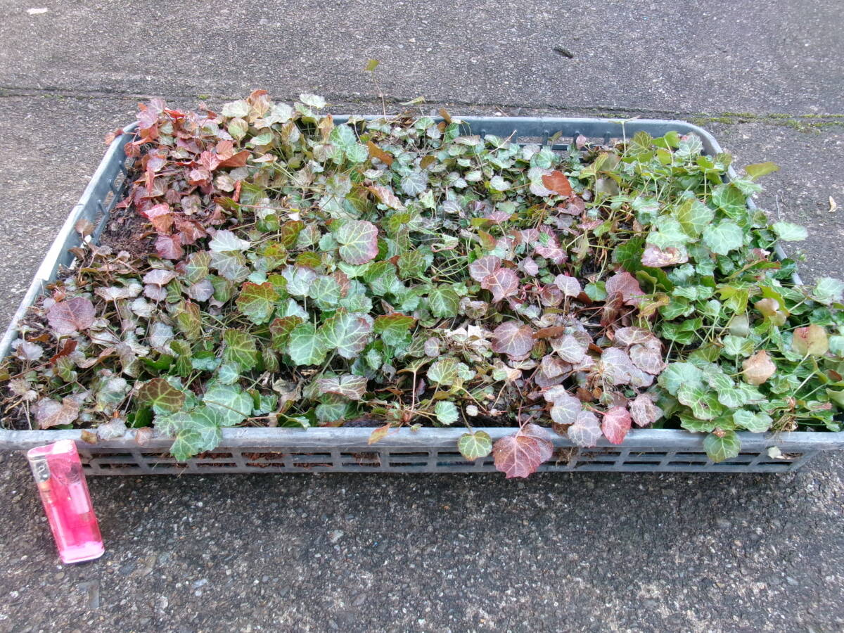 Yahoo!オークション - 山野草 B 中葉タイプ 岩ウチワ イワウチワ