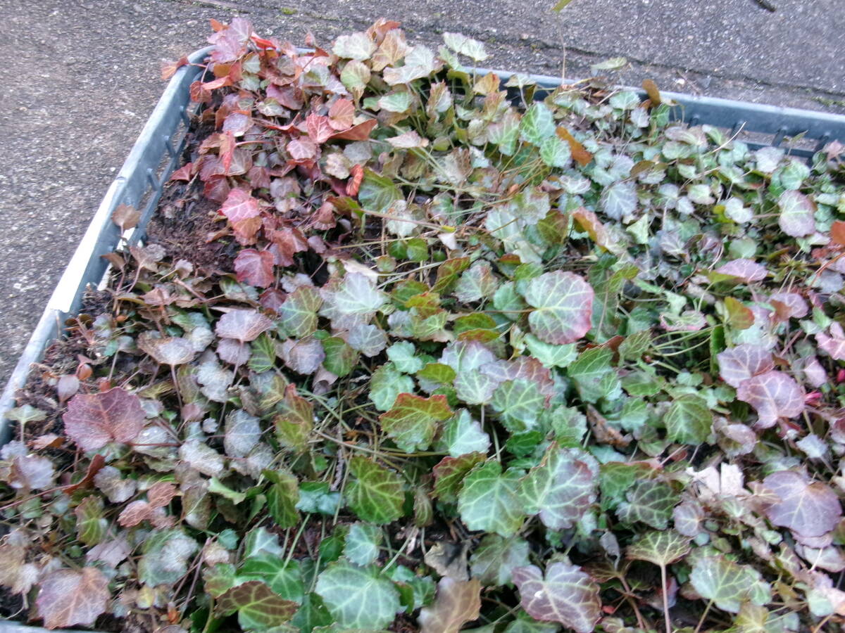 Yahoo!オークション - 山野草 B 中葉タイプ 岩ウチワ イワウチワ