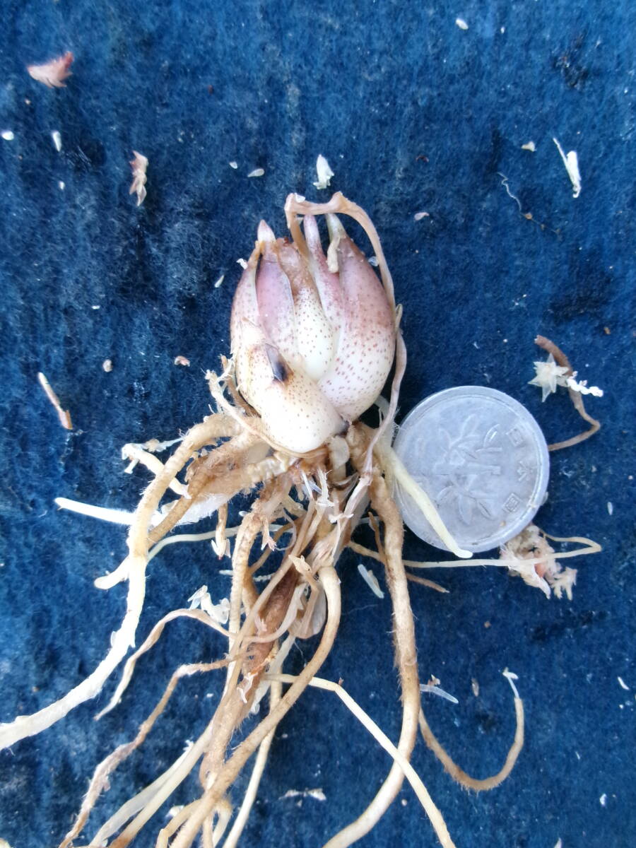 Yahoo!オークション - 山野草 D 巨大輪 紅筋ヤマユリ 山百合 ヤマユリ ...