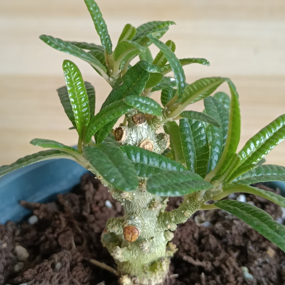 Yahoo!オークション - F393 塊根植物 ドルステニア ギガス ブラータ 根...