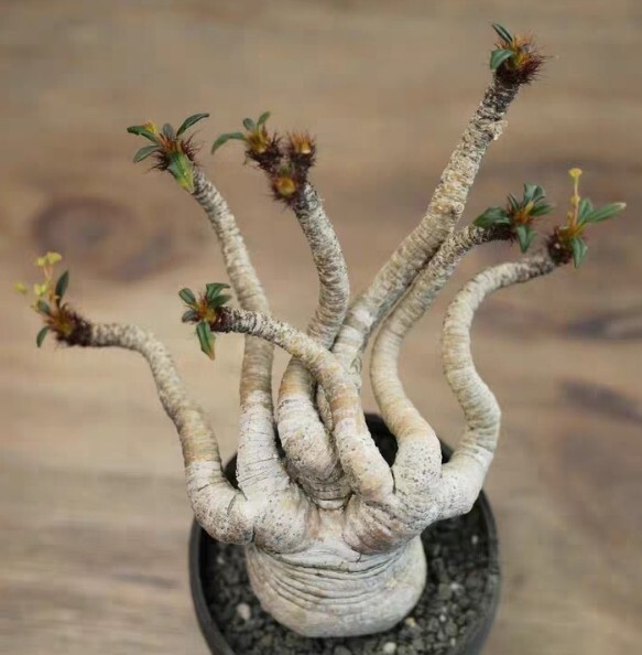 Yahoo!オークション - F402 珍奇塊根植物 特選 ユーフォルビア ラメナ ...