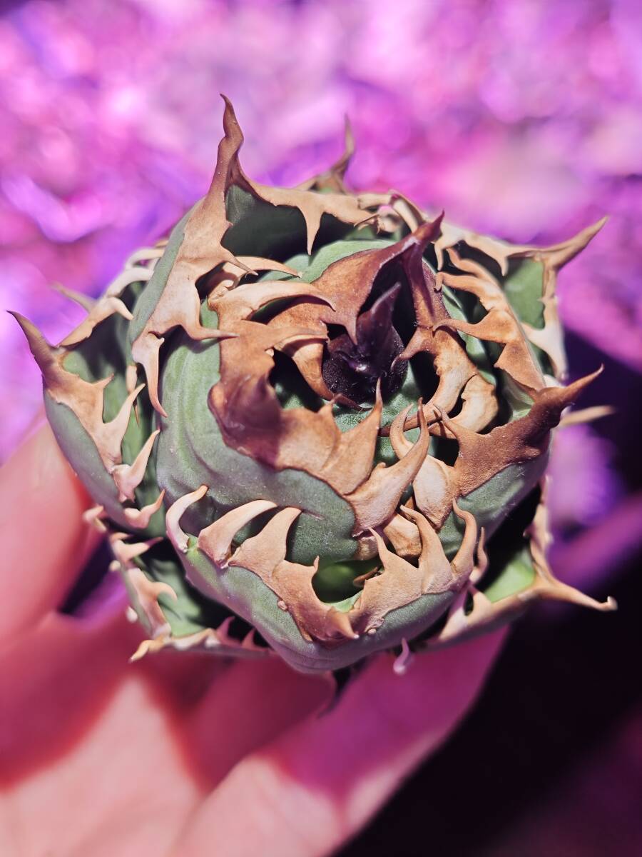 Yahoo!オークション - O-7多肉植物 アガベ チタノタ レッドキャットウ...