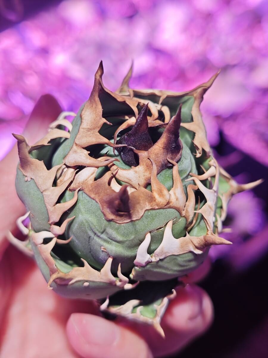 Yahoo!オークション - O-7多肉植物 アガベ チタノタ レッドキャットウ...