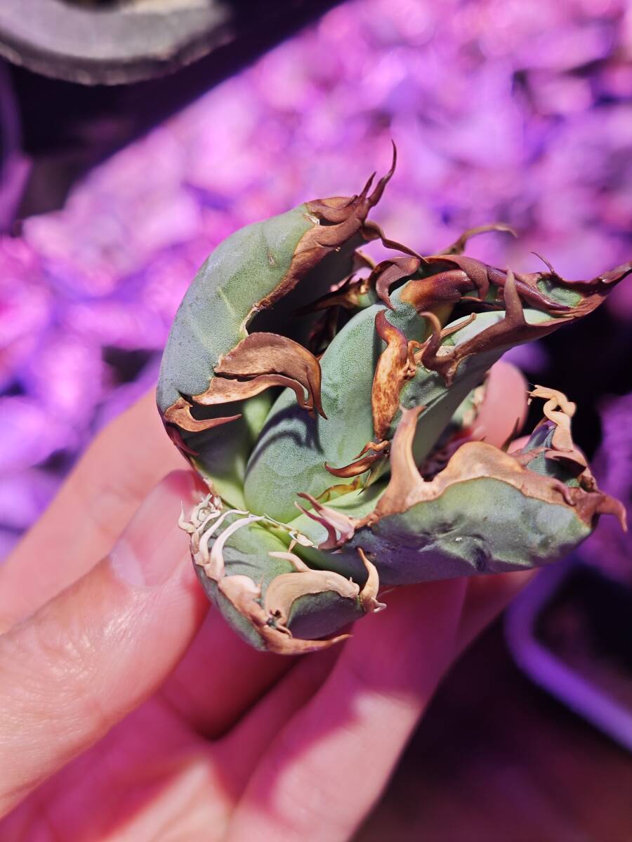 Yahoo!オークション - O-22多肉植物アガベ チタノタ オアハカ実生 曲刺...