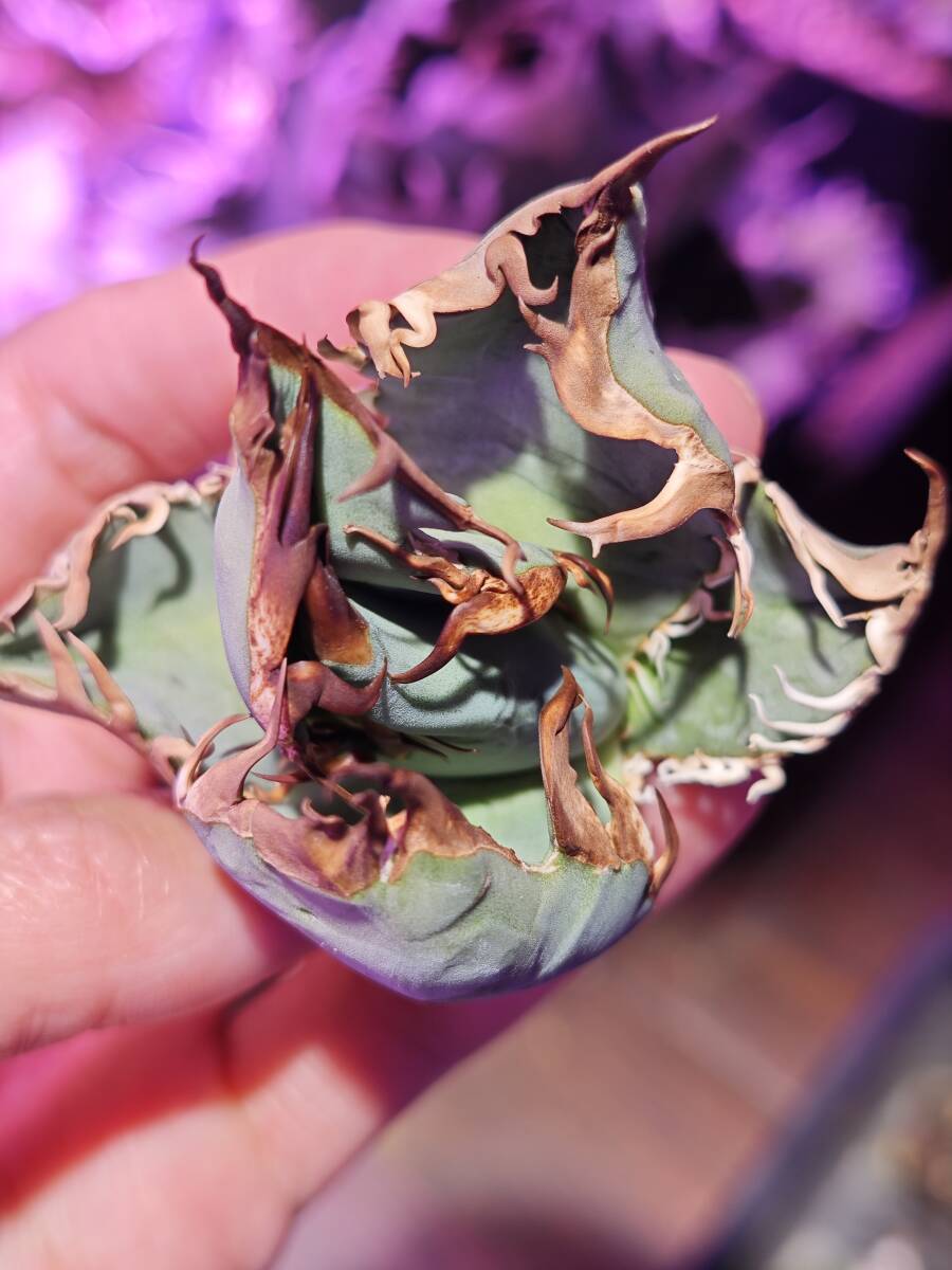 Yahoo!オークション - O-22多肉植物アガベ チタノタ オアハカ実生 曲刺...