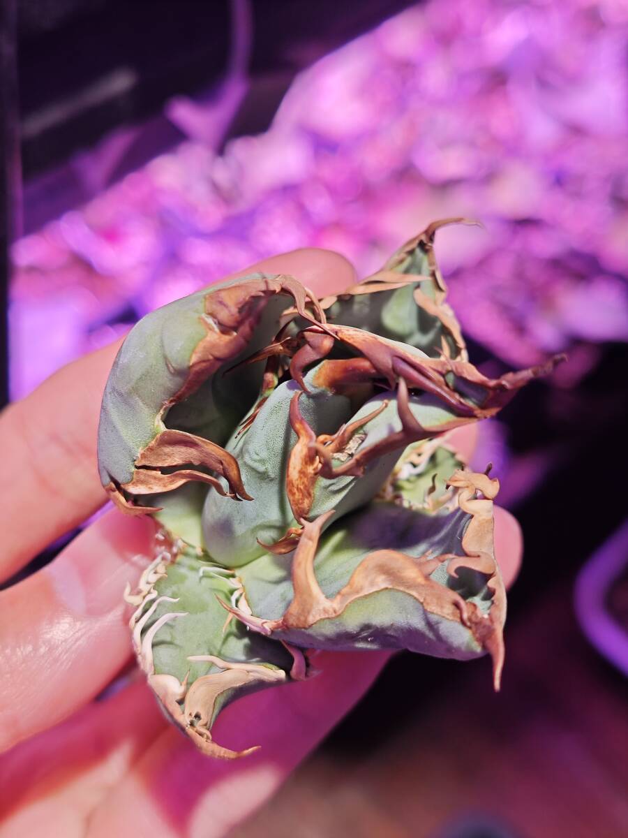 Yahoo!オークション - O-22多肉植物アガベ チタノタ オアハカ実生 曲刺...