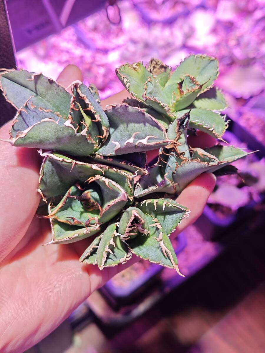 Yahoo!オークション - B-1チタノタ 圓葉拇指+南アフリカダイヤモンド S...