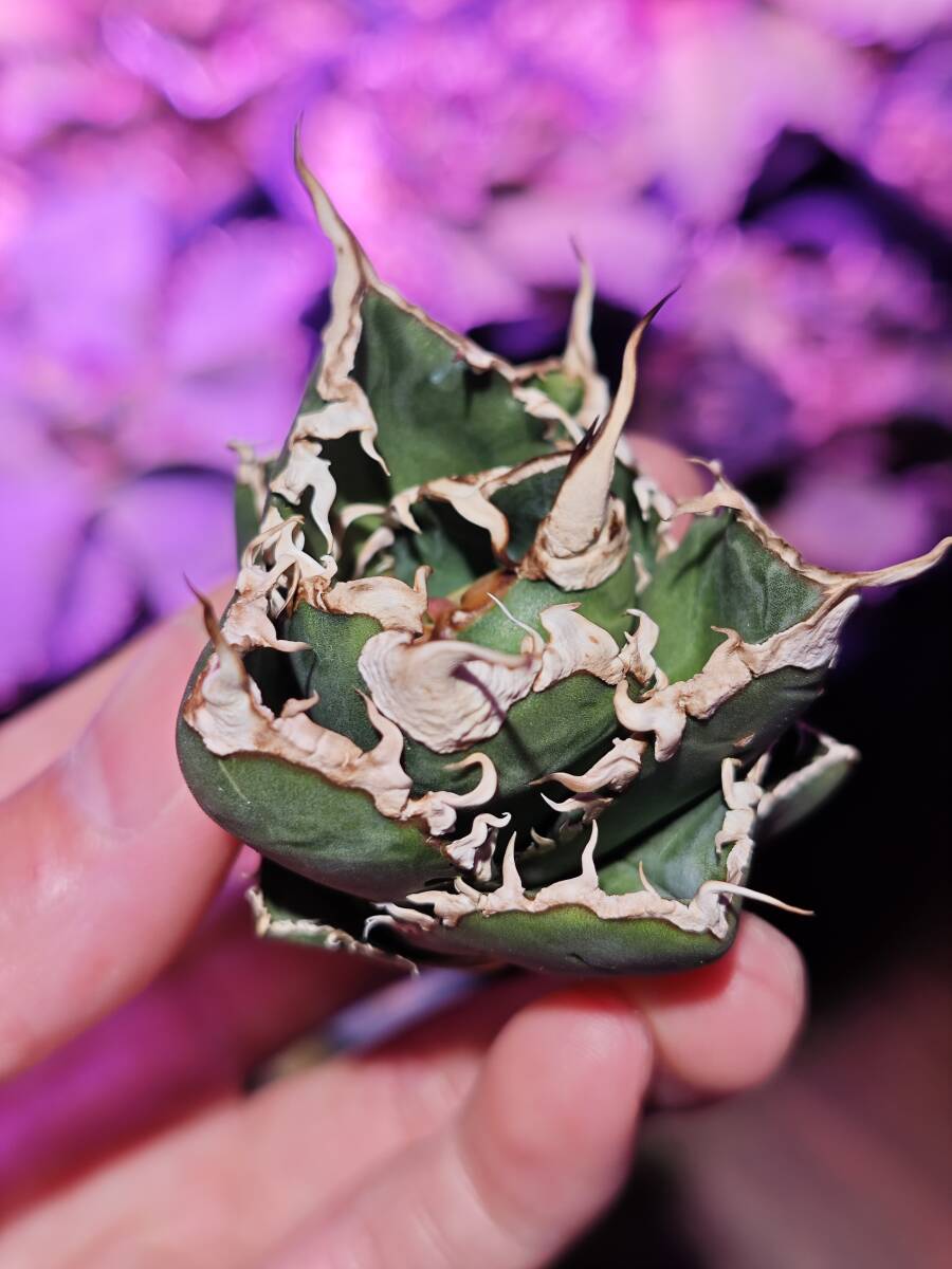 Yahoo!オークション - B-33多肉植物 アガベ チタノタ 綠幽靈 優良血統 ...