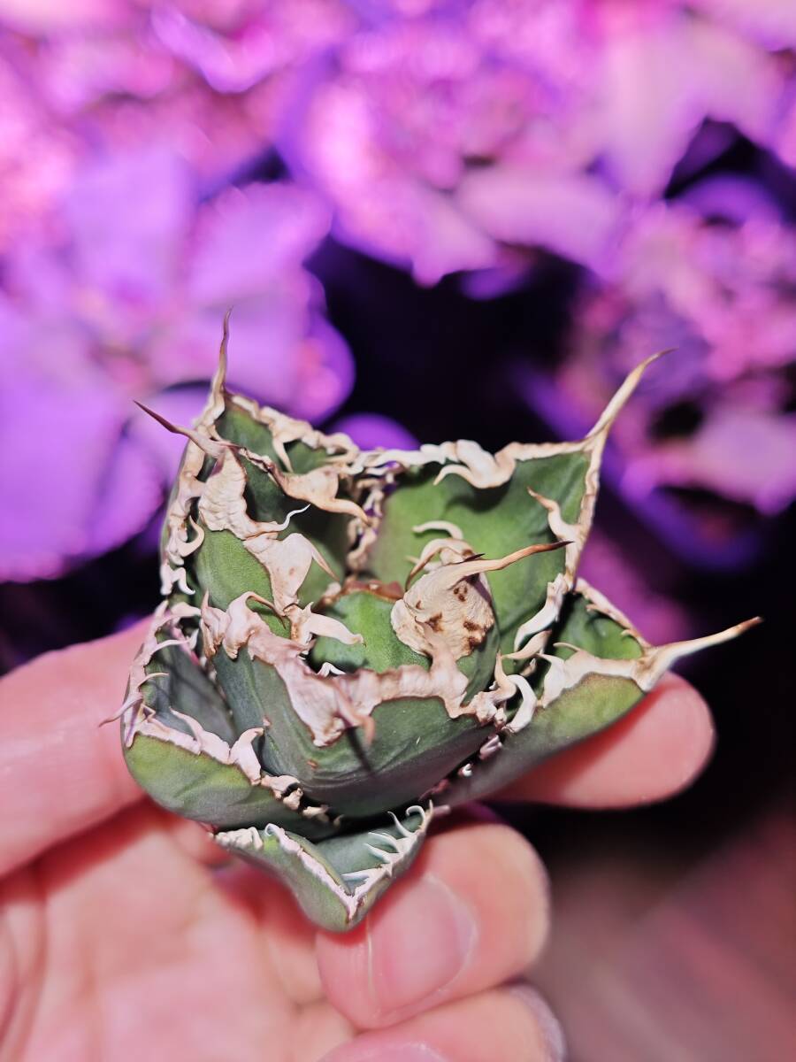 Yahoo!オークション - B-33多肉植物 アガベ チタノタ 綠幽靈 優良血統 ...