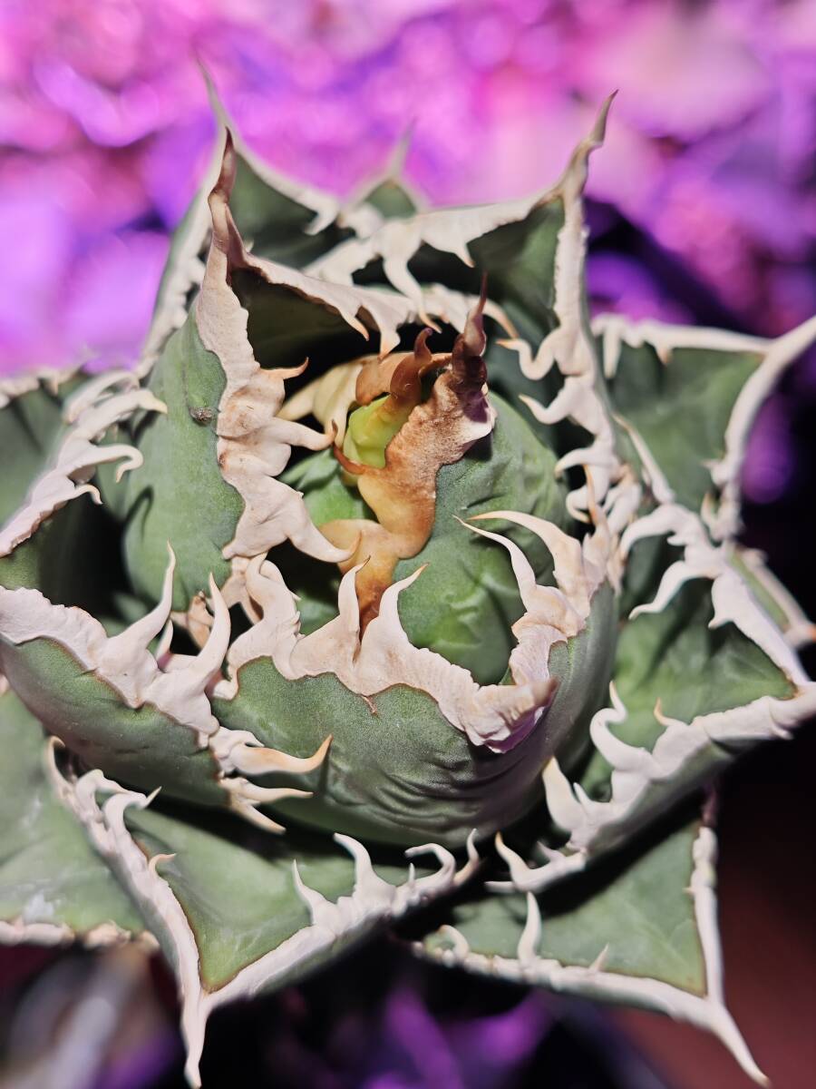 Yahoo!オークション - B-39多肉植物 アガベ チタノタ 海王 強棘 優良血...