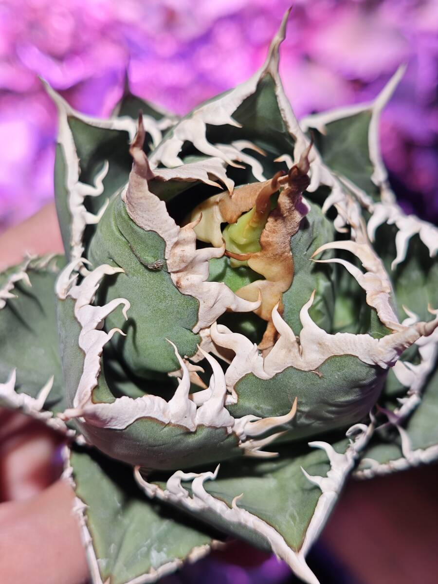 Yahoo!オークション - B-39多肉植物 アガベ チタノタ 海王 強棘 優良血...