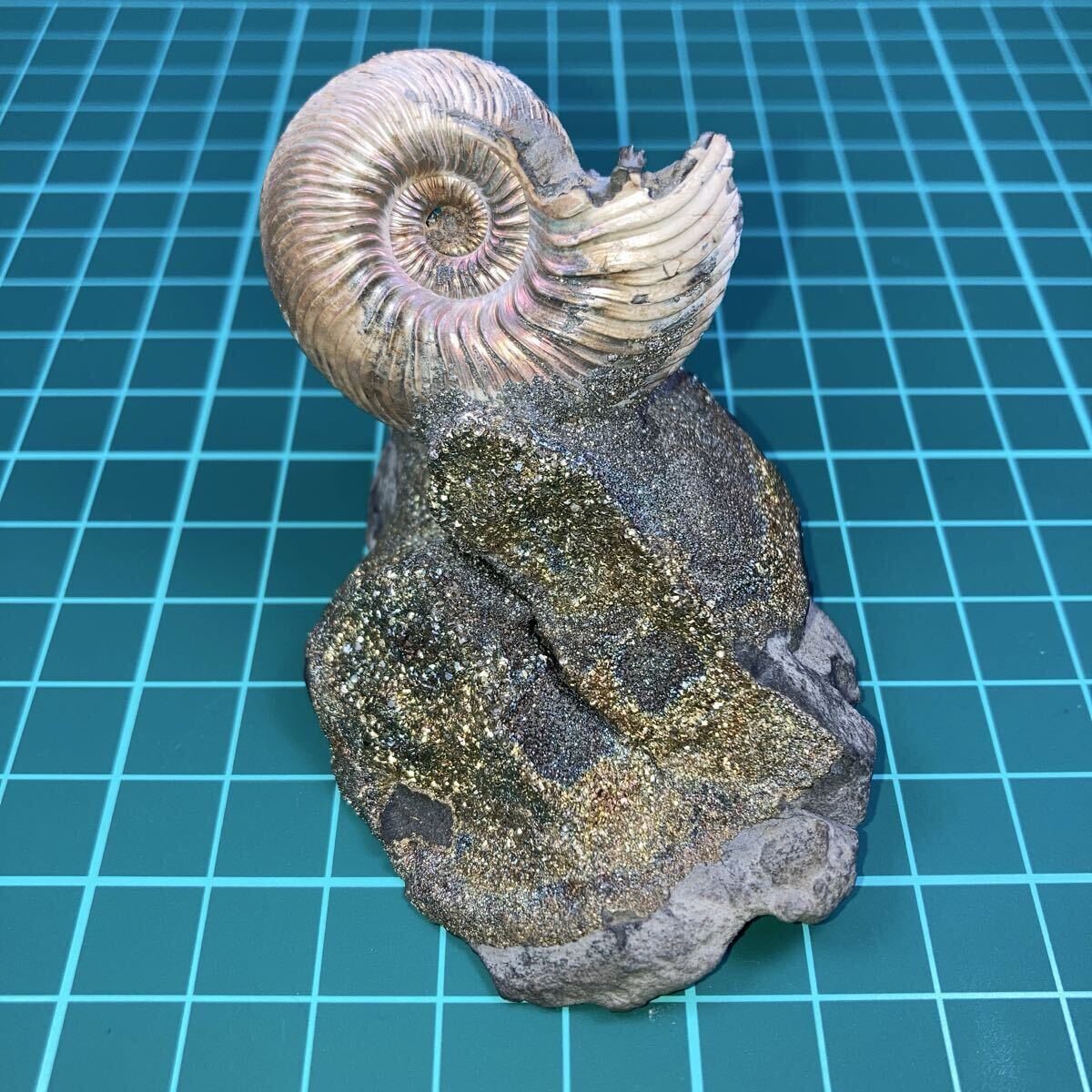 Yahoo!オークション - アンモナイト 化石 Ammonite Quenstedtoceras ロ...