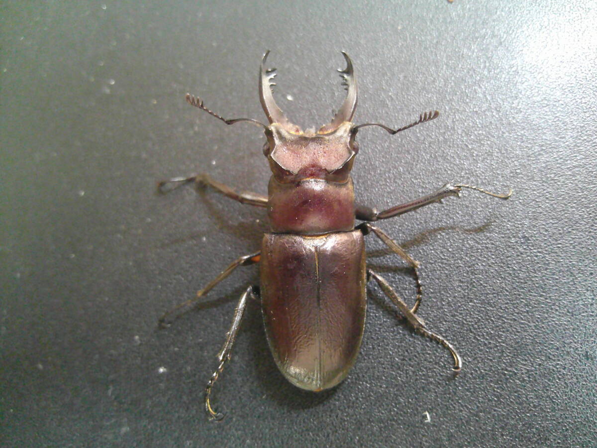 Yahoo!オークション - アマミミヤマCBF2ペア