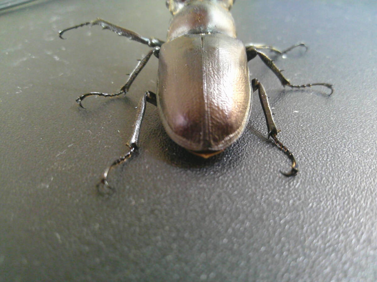 Yahoo!オークション - アマミミヤマCBF2ペア