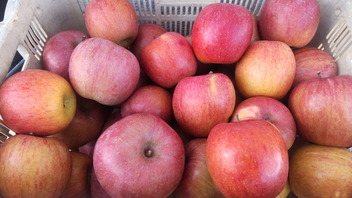 Yahoo!オークション - 訳あり 山形産 サンふじ 約10kg/りんご/色薄/キ...