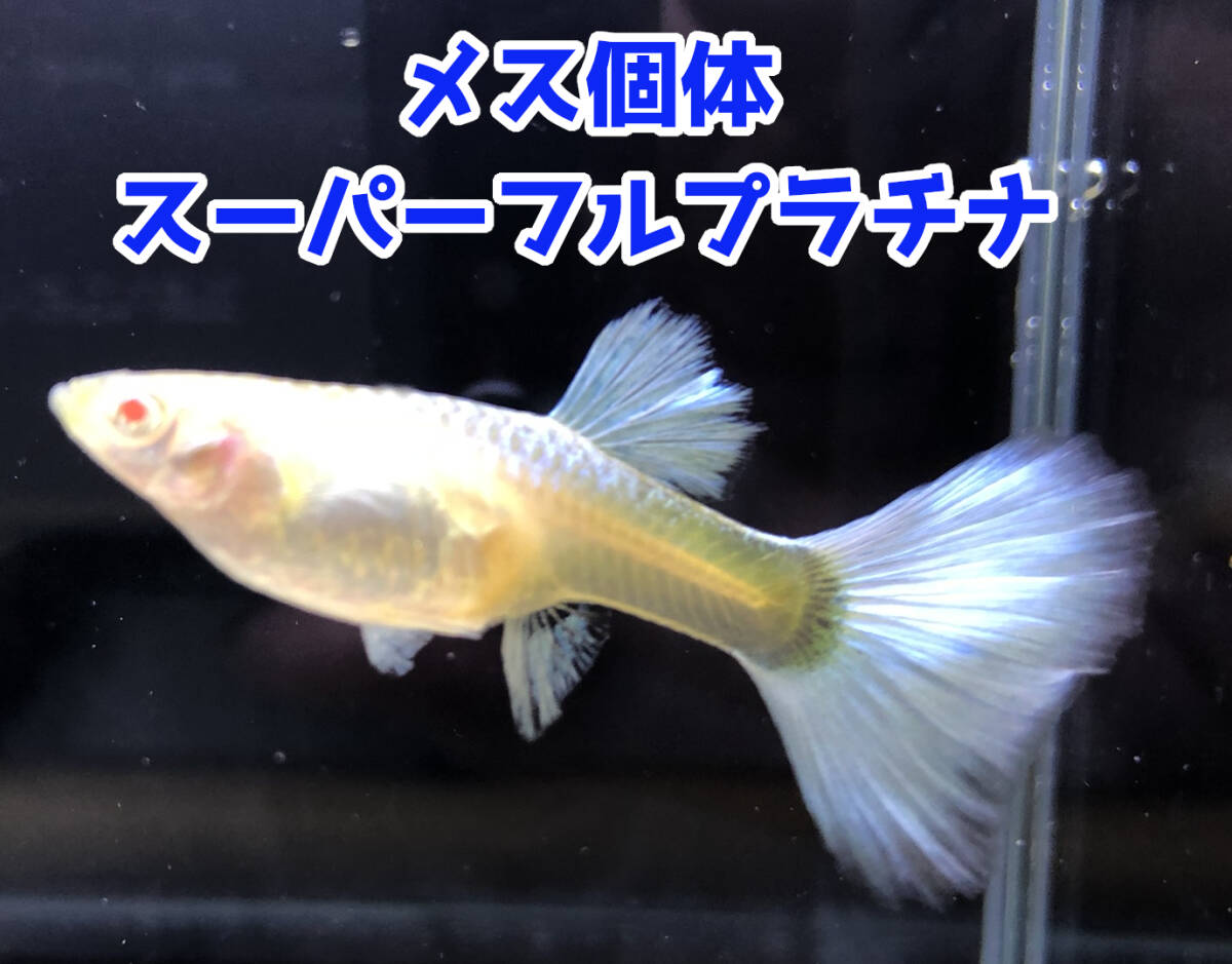 Yahoo!オークション - 【水音庵】RREA スーパーフルプラチナ グッピー ...