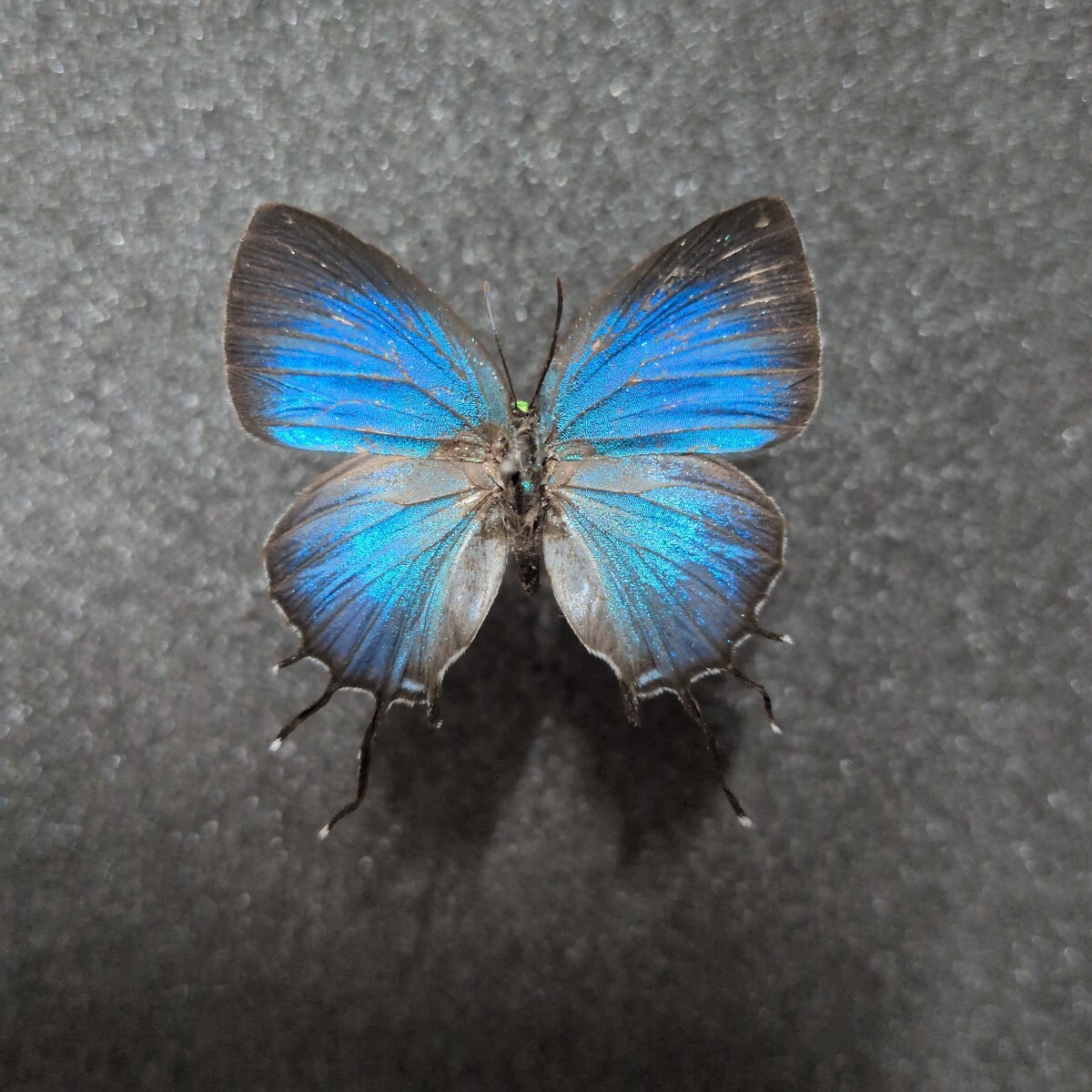 Yahoo!オークション - 蝶 標本 外国産蝶標本 野外採集品 ペルー 産 珍...