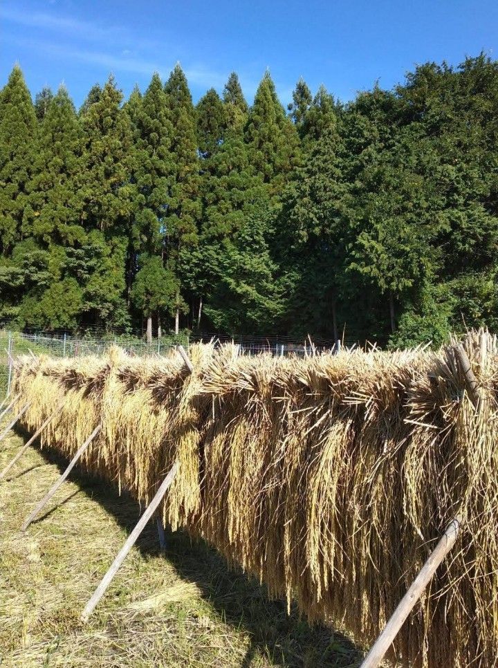 令和7年京都産 新羽二重糯 もち米 5kg｜Yahoo!フリマ（旧PayPayフリマ）