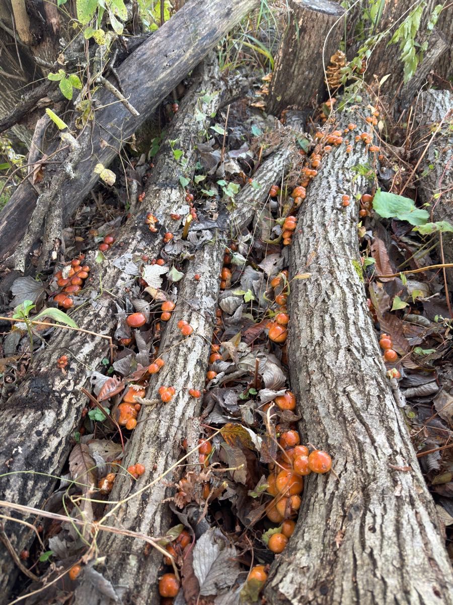 原木なめこ｜Yahoo!フリマ（旧PayPayフリマ）