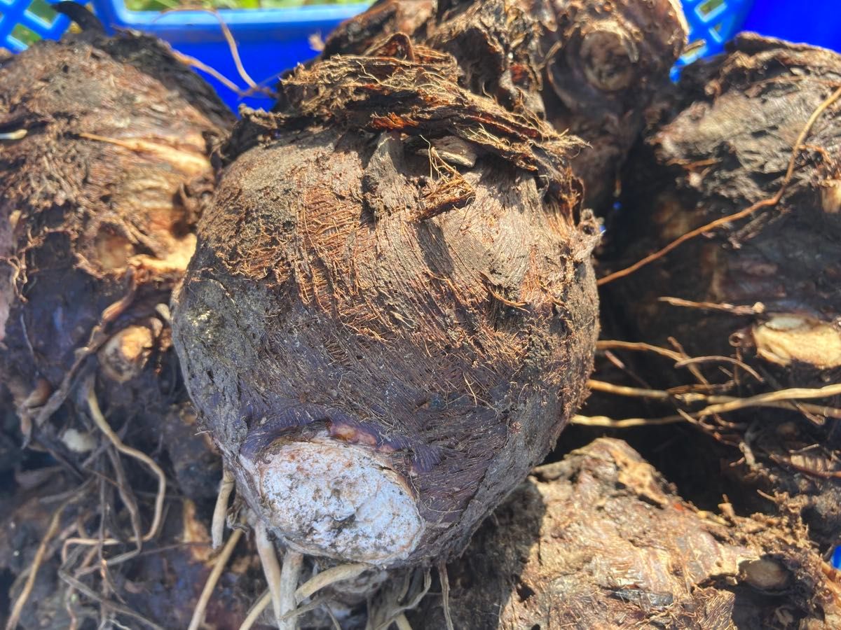 8 コパ様専用 10kg｜Yahoo!フリマ（旧PayPayフリマ）