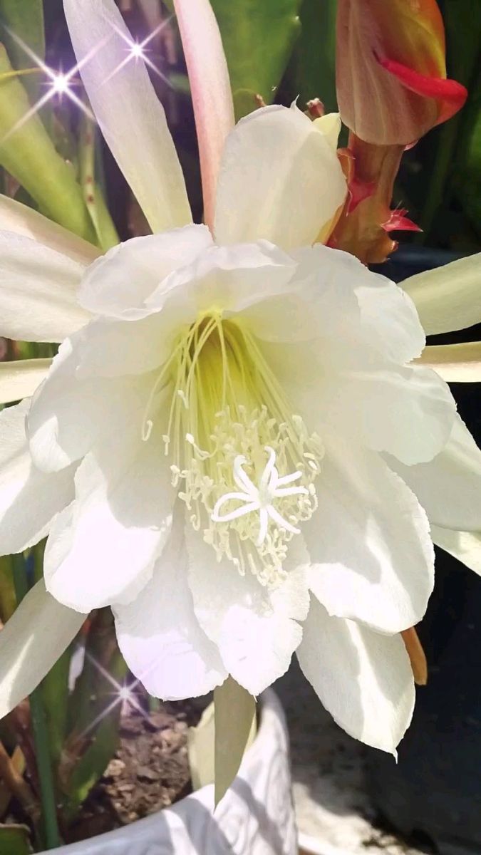 食用クジャクサボテン カット苗1本 食品 フルーツ｜Yahoo!フリマ（旧PayPayフリマ）