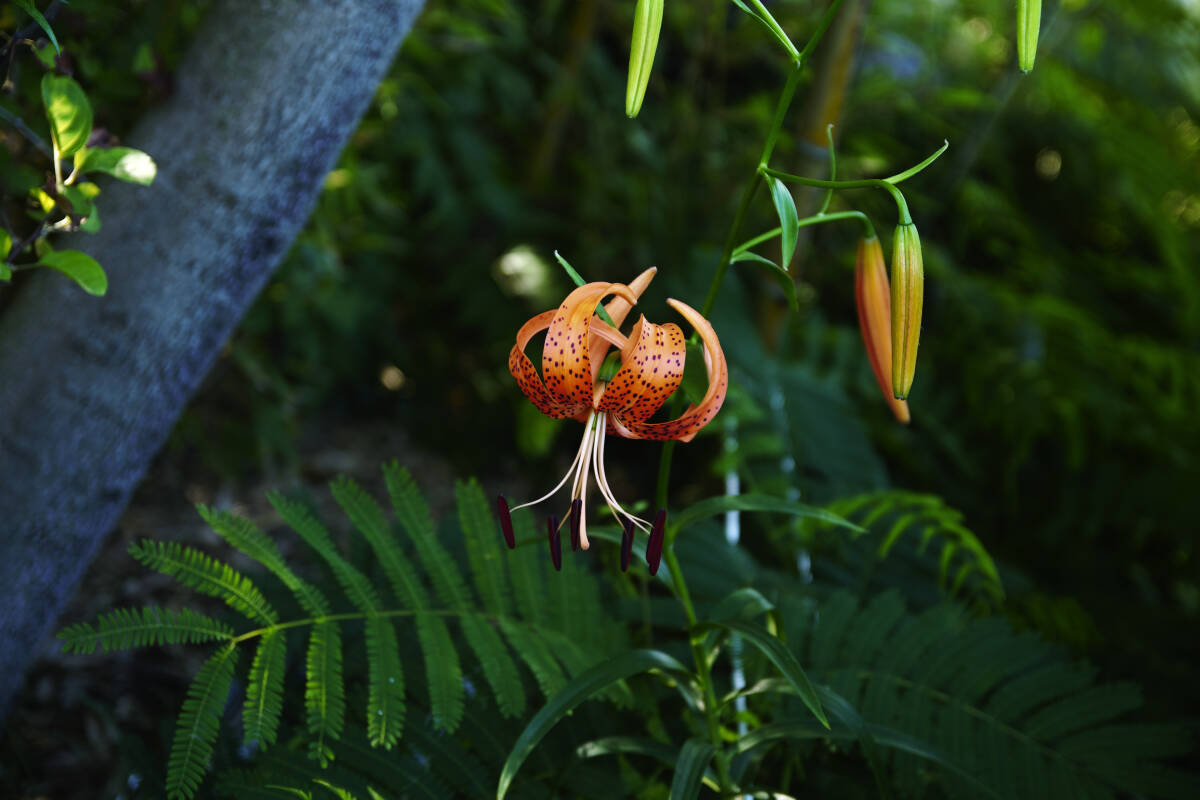 Yahoo!オークション - コオニユリ 黄金葉種子 20コ 花色濃いめ 送料無...