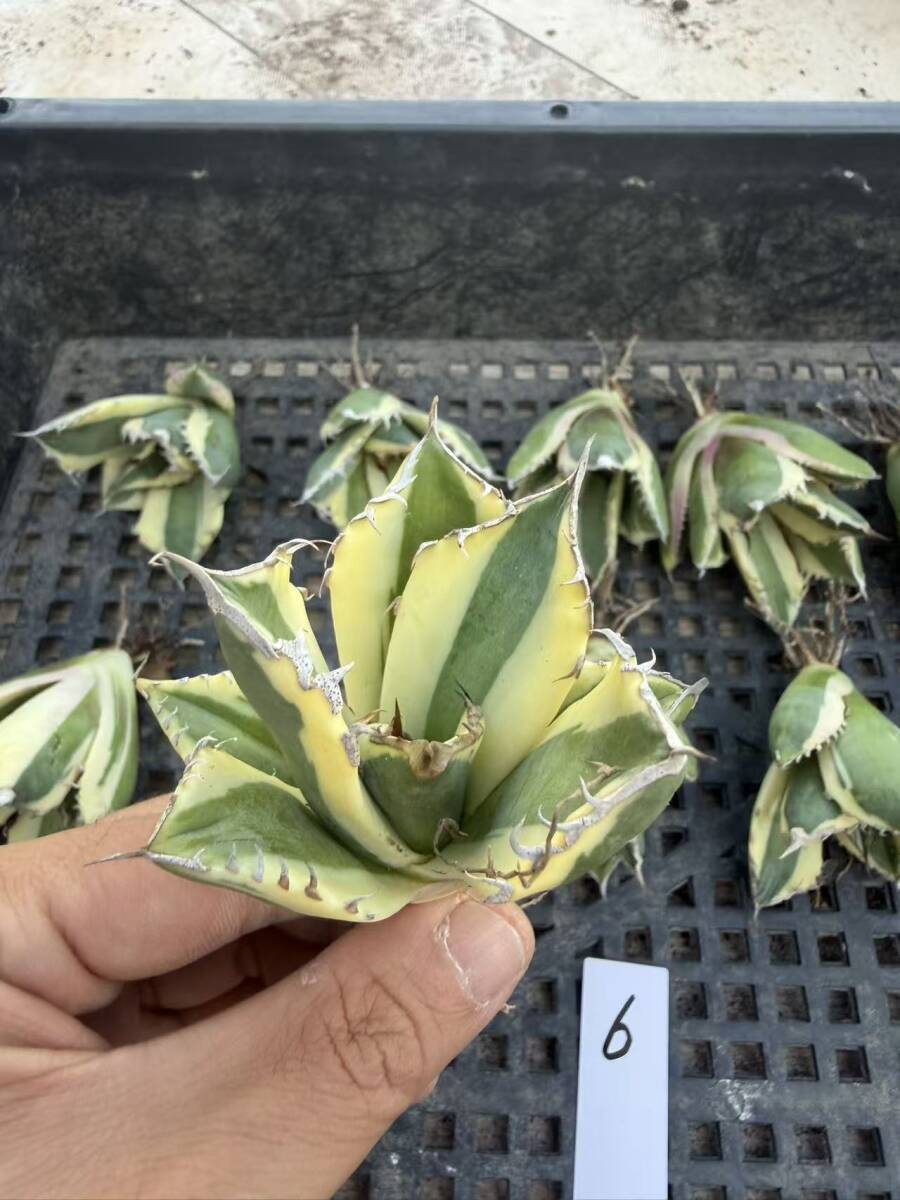 Yahoo!オークション - F-6-3多肉植物 アガベ チタノタ スナグルトゥー...