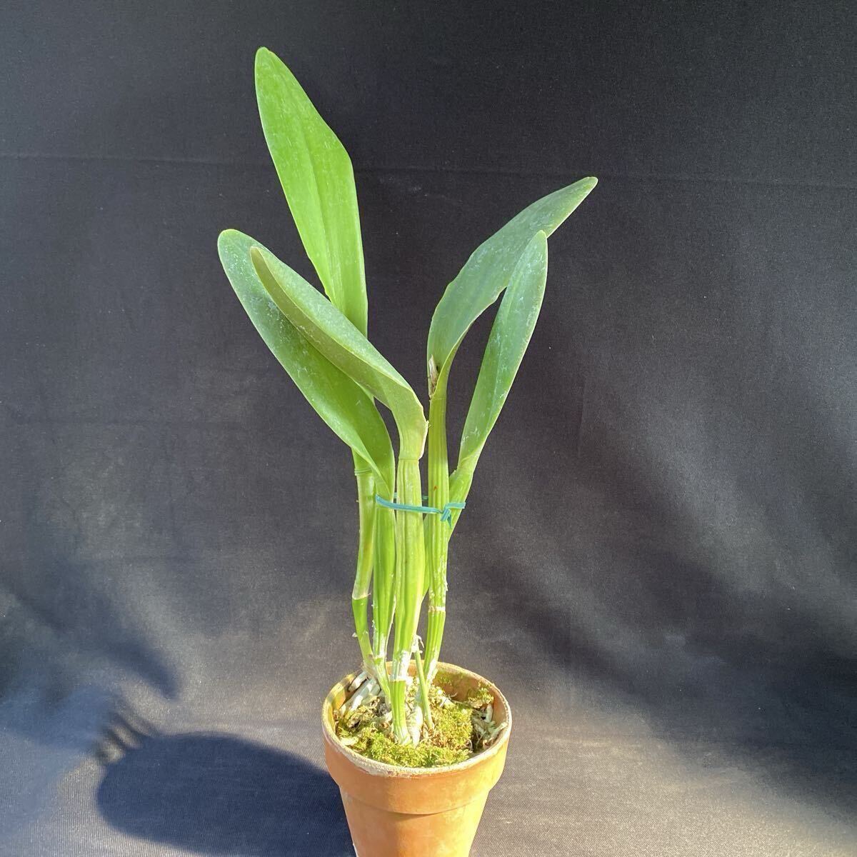 Yahoo!オークション - 洋蘭大輪カトレア交配種（オリジナル株）Rlc.Dre...