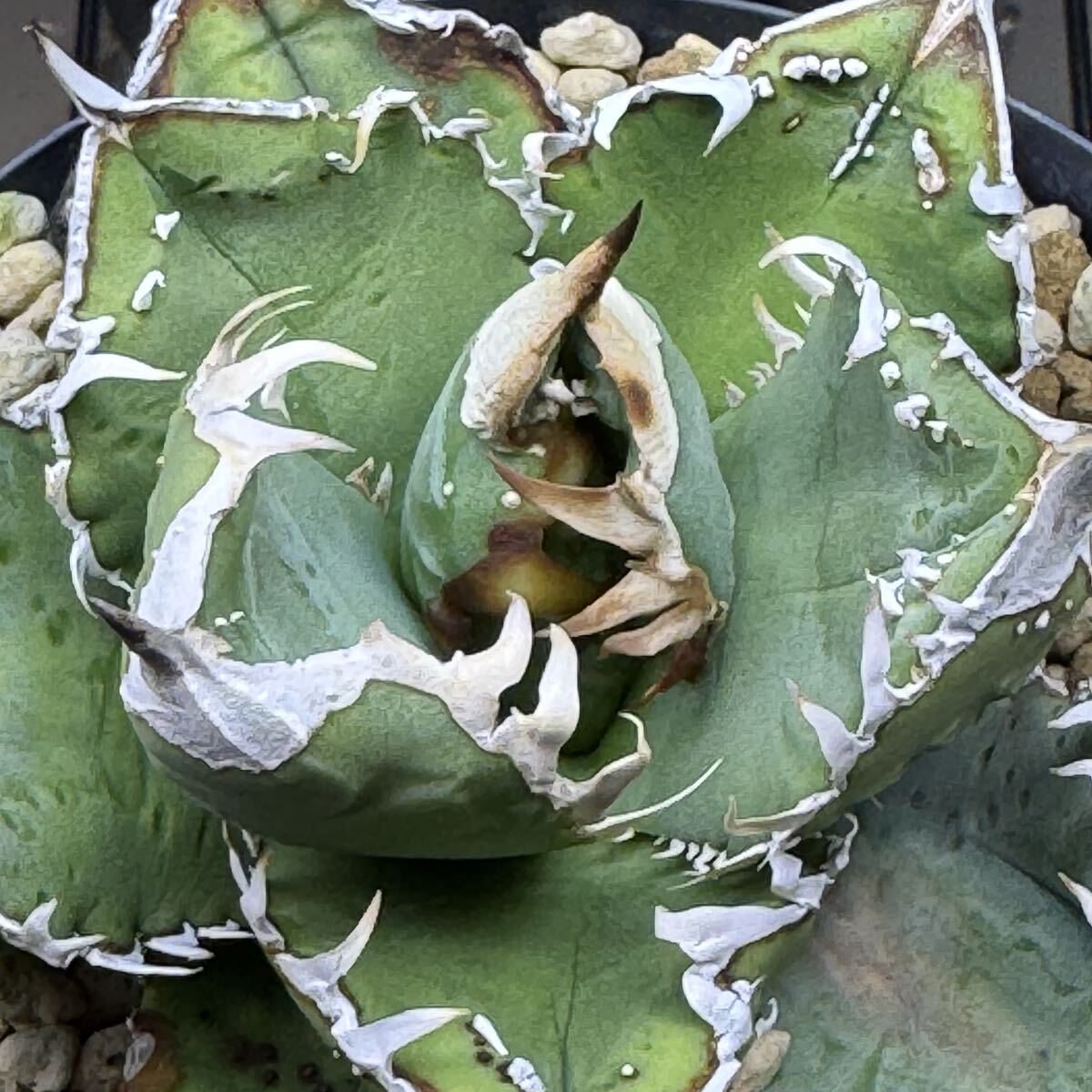 Yahoo!オークション - 麻花龍 マカロン 子株 アガベ チタノタ オテロイ...