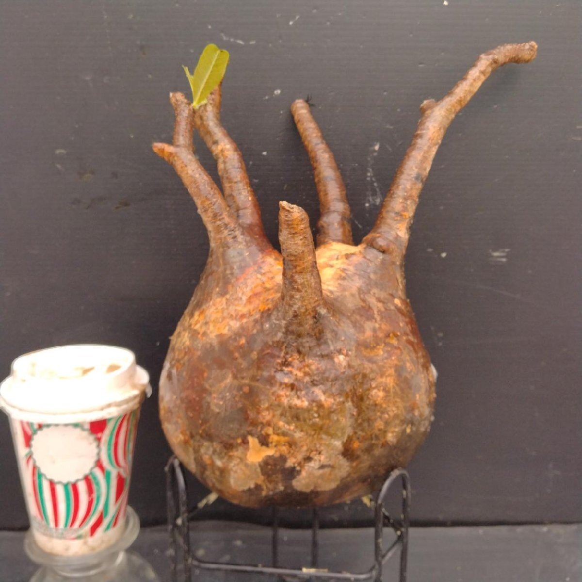 Yahoo!オークション - 2347 「塊根植物」パキポディウム グラキリス L ...