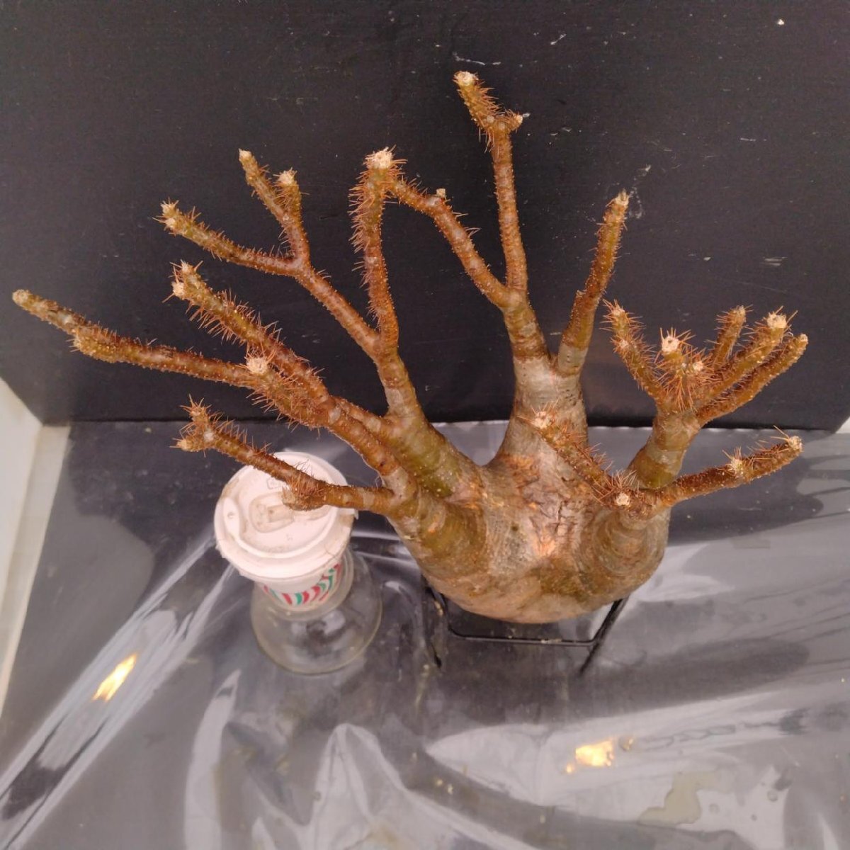 Yahoo!オークション - 2363 「塊根植物」パキポディウム グラキリス L ...