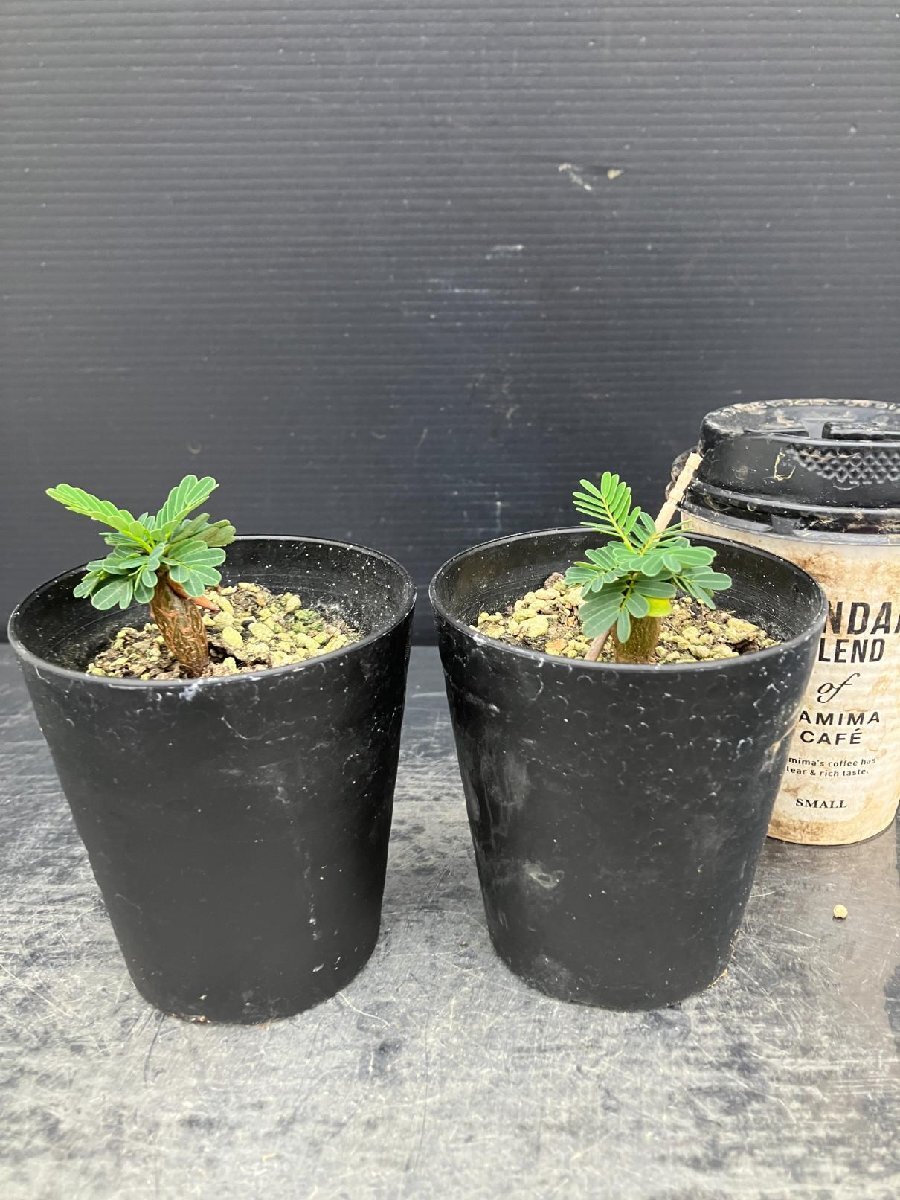 Yahoo!オークション - 常012 「実生」センナ メリディオナリス 2株セッ...