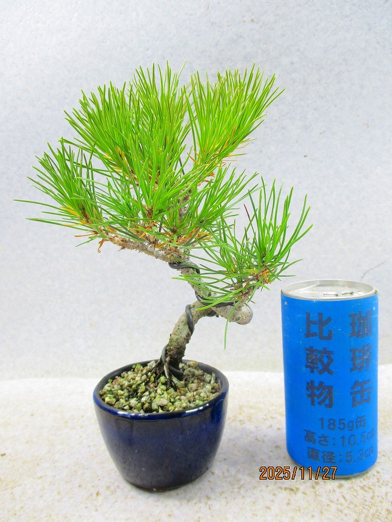 Yahoo!オークション - [讃岐屋緑兵衛]黒松(112585瑠璃釉丸鉢)全高 26㎝...