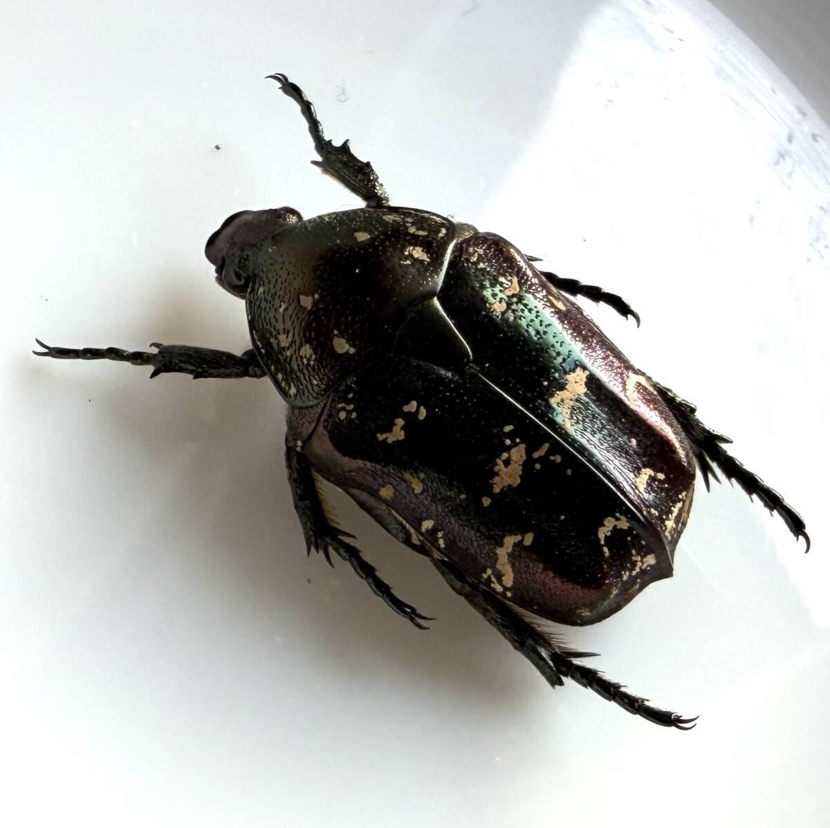 Yahoo!オークション - 【日本の甲虫標本】東京都産 シラホシハナムグリ...