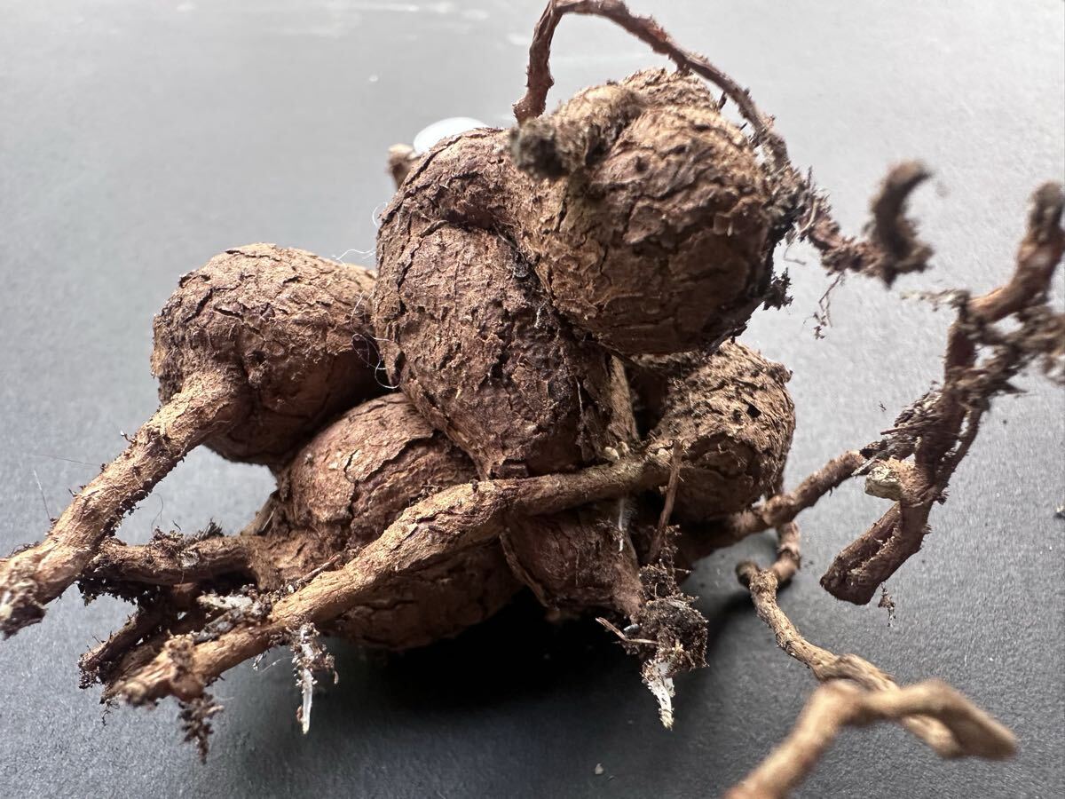 Yahoo!オークション - No.035 特選 ペラルゴニウム・トリステ Pelargon...