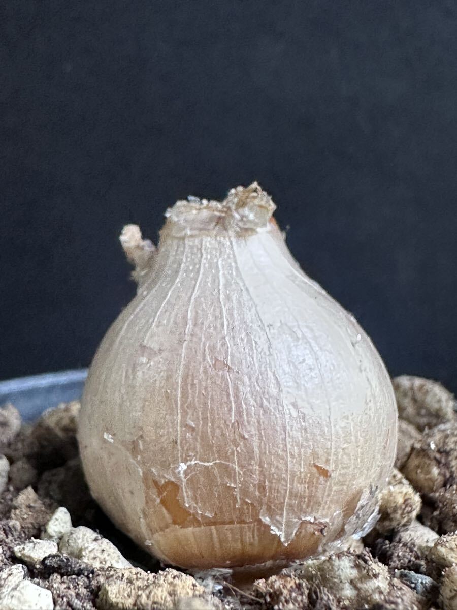 Yahoo!オークション - No.031 特選珍奇植物 球根ブルンスヴィギア ガリ...