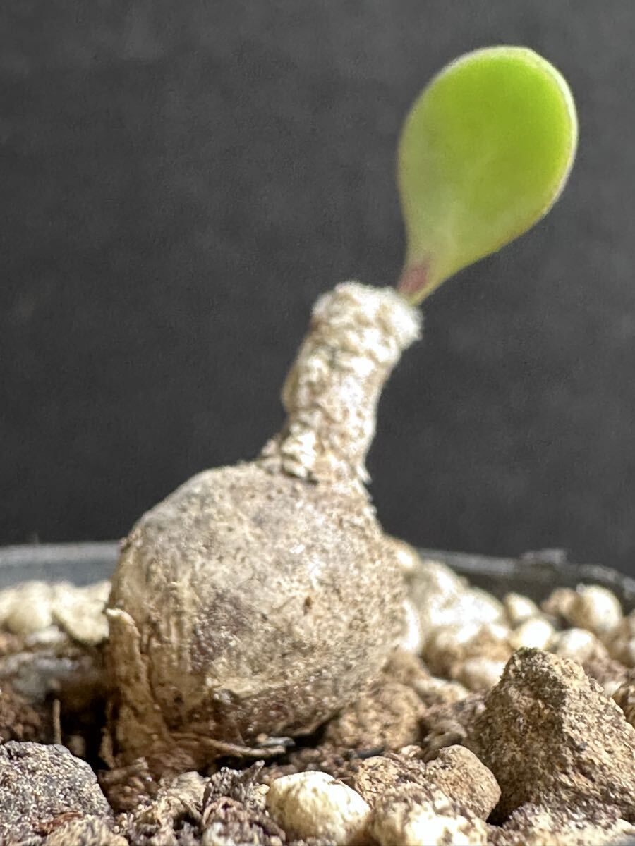 Yahoo!オークション - No.060 珍奇植物希少サボテン Othonna.intermedi...